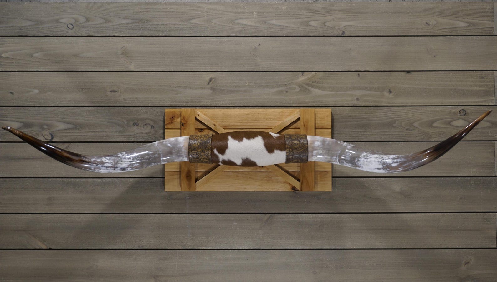 Longhorn Wall Mount 5' 2" Polished Authentic Steer Horns Bull Horns ...