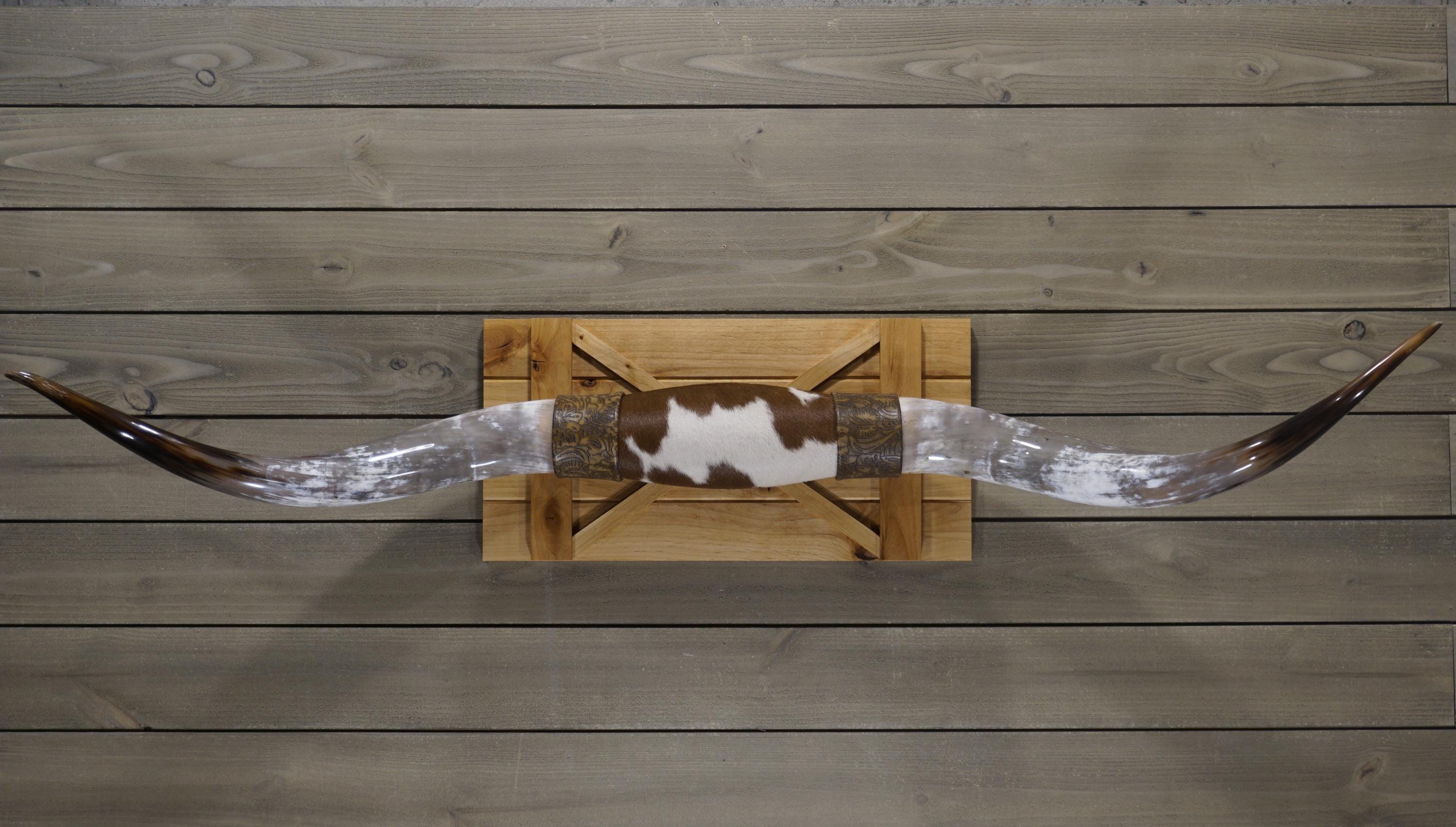 Longhorn Wall Mount 5' 2 Polished Authentic Steer Horns Bull Horns ...
