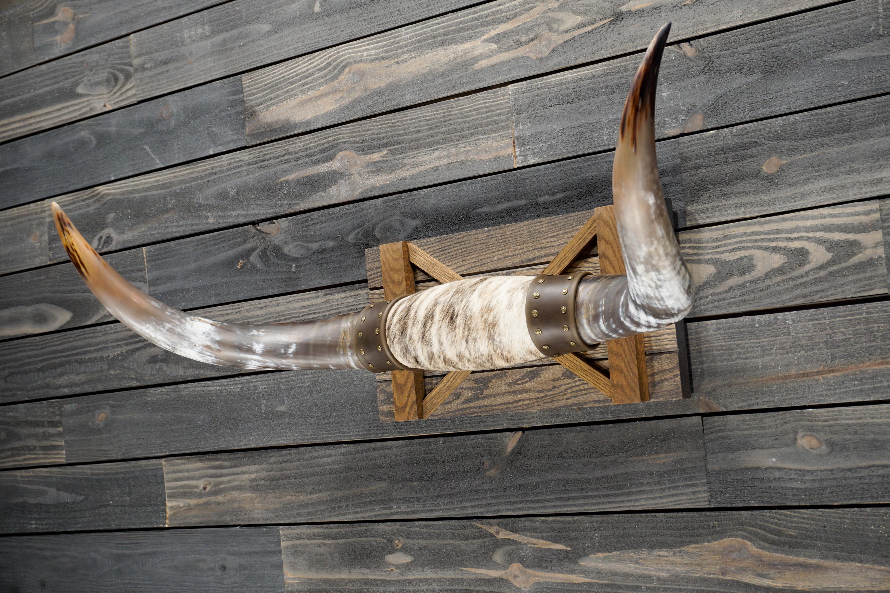 Authentic Longhorn Wall Mount 4' 0" - Polished Steer Horns - Mounted ...
