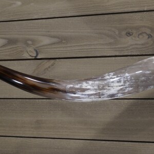 Longhorn Wall Mount 5' 2 Polished Authentic Steer Horns Bull Horns ...