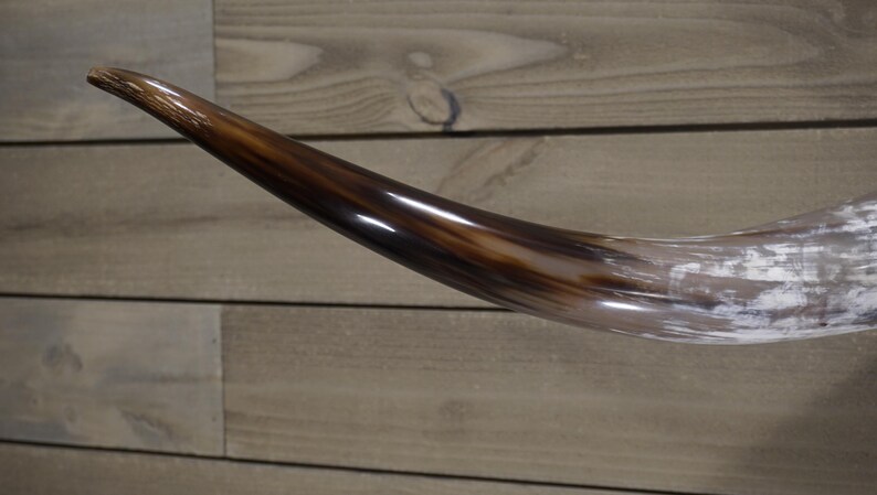 Longhorn Wall Mount 5' 2" Polished Authentic Steer Horns Bull Horns ...