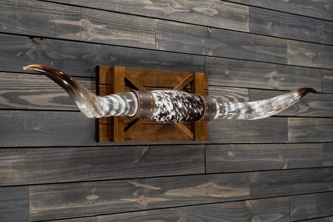 Authentic Longhorn Wall Mount 5' 6" - Polished Steer Horns - Mounted ...