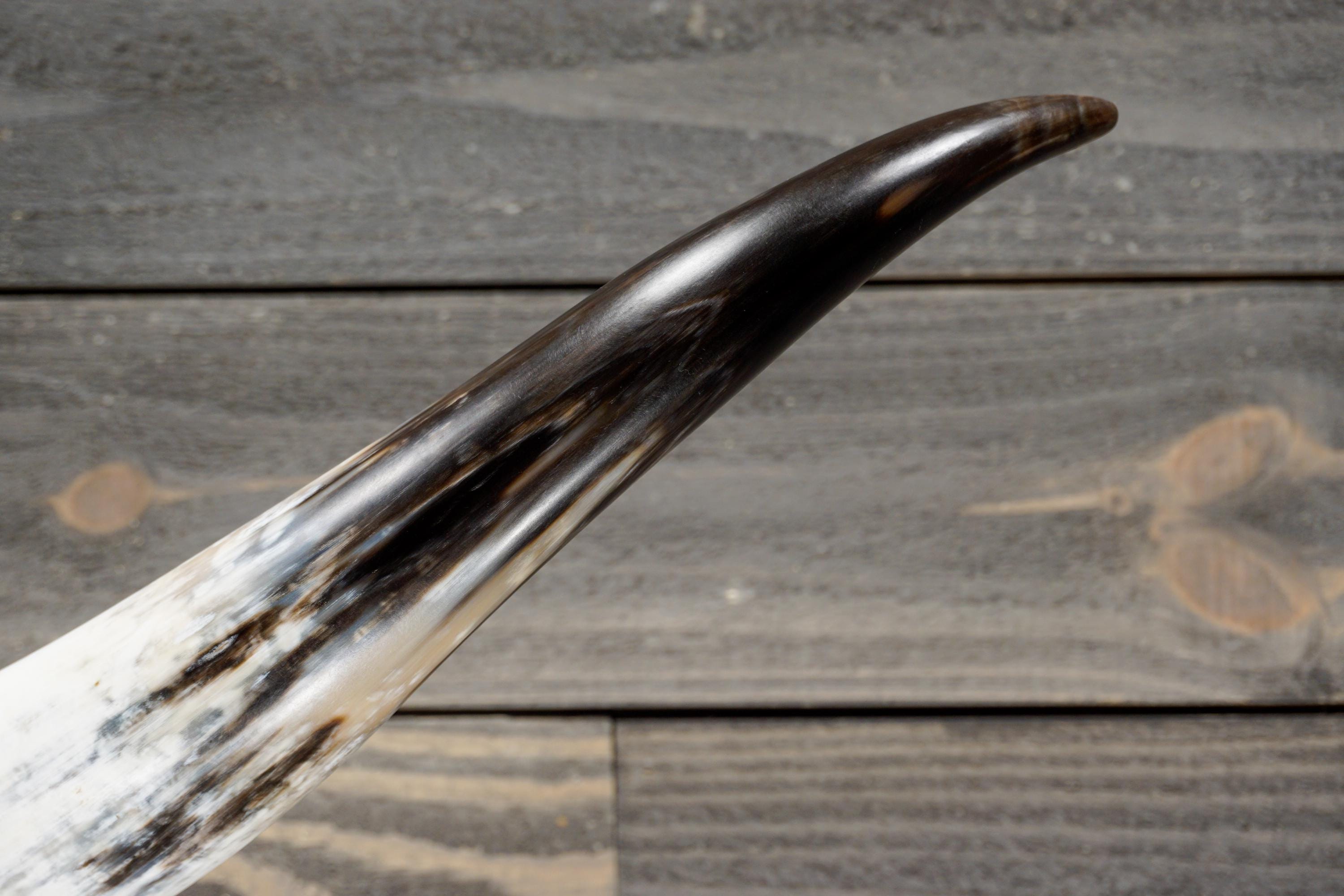 Authentic Longhorn Steer Horns Wall Mount 5' 1" - Authentic Leather and ...