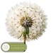 Whispering Dandelion Blossoms - 23 Nature Flower Designs for ...