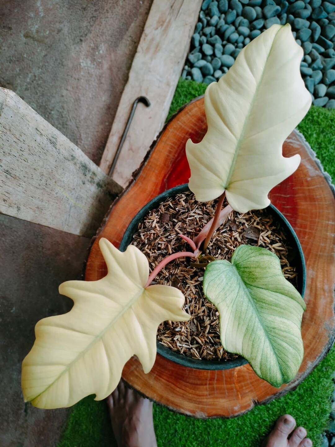 Philodendron Mayoi X Squamiferum Mint - Etsy