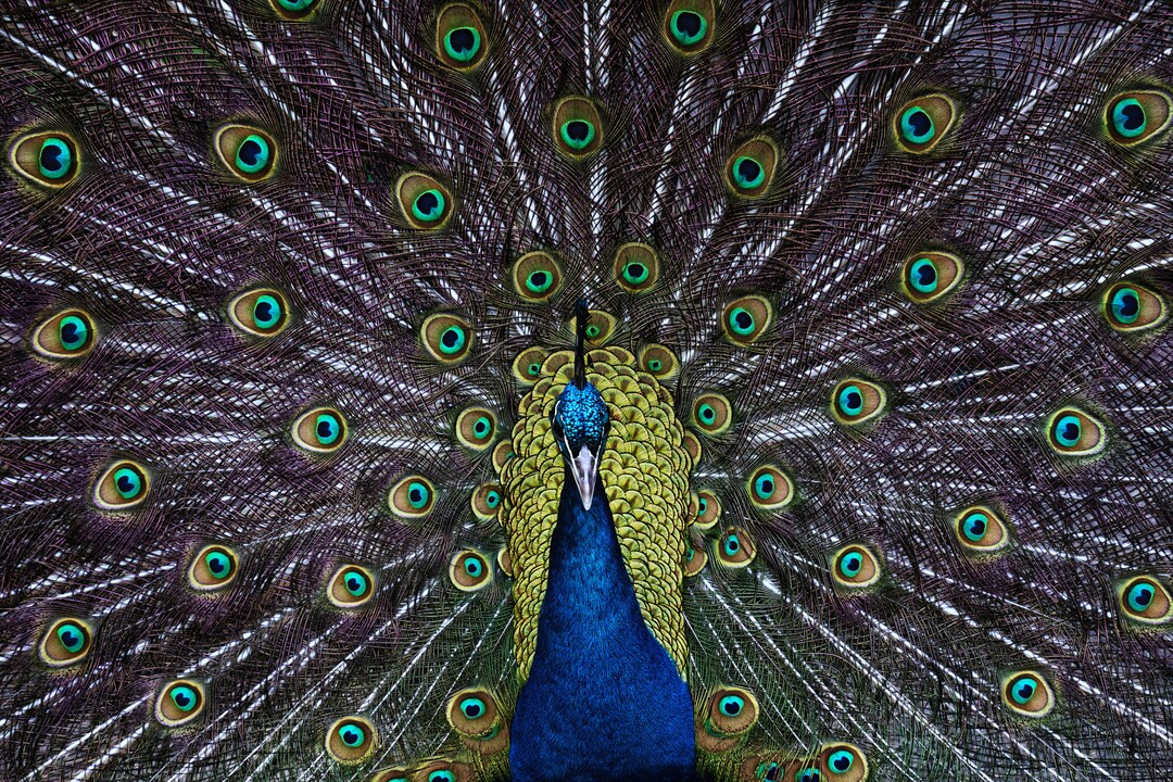 Peacock Photo Print, Peacock Wall Art, Peacock Decor, Wildlife ...