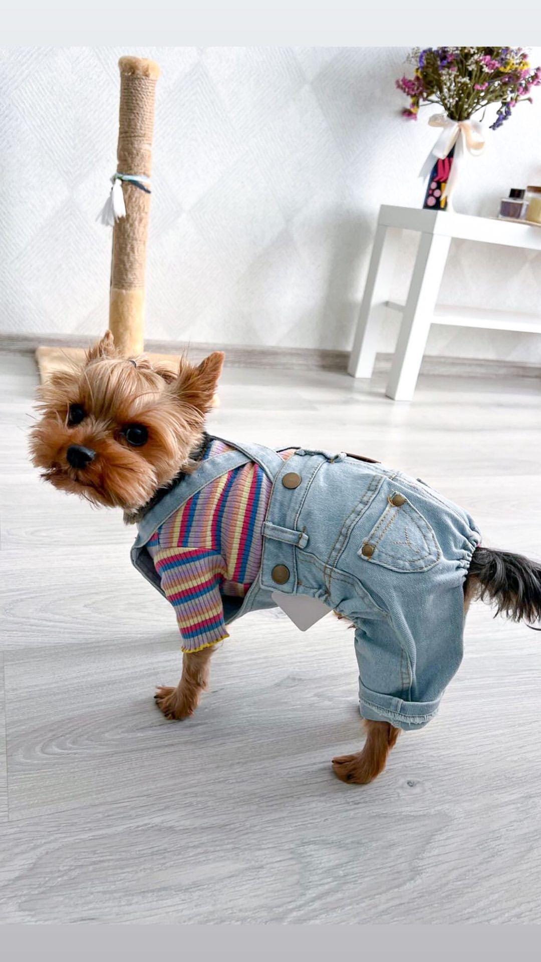 Denim Overalls for Dogs, Pet Jeans, Jeans for Dogs, Dog Clothes - Etsy