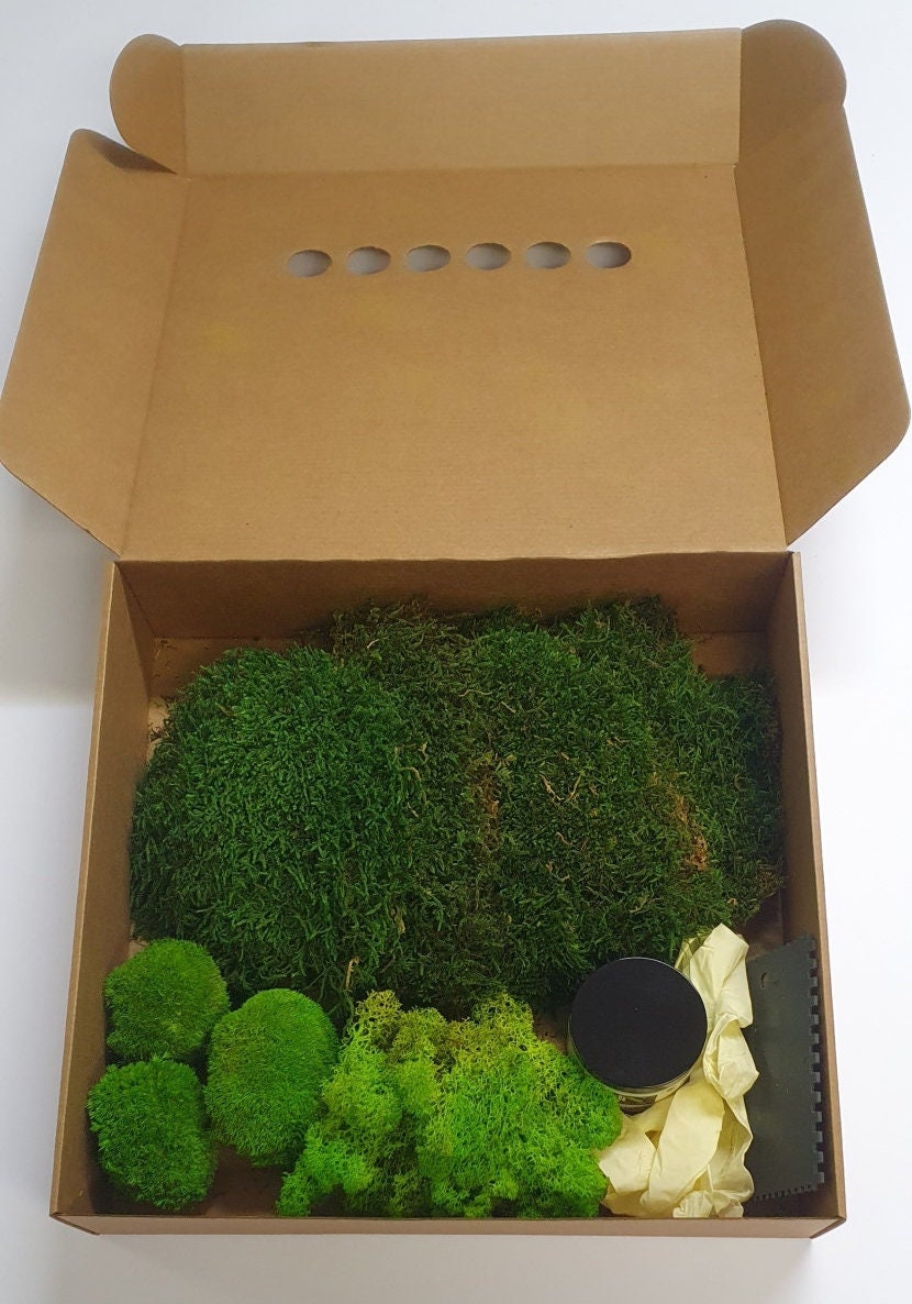 Moss Picture DIY Set Preserved Moss for Your Creative Project, Moss ...