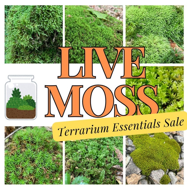 Moss - Etsy