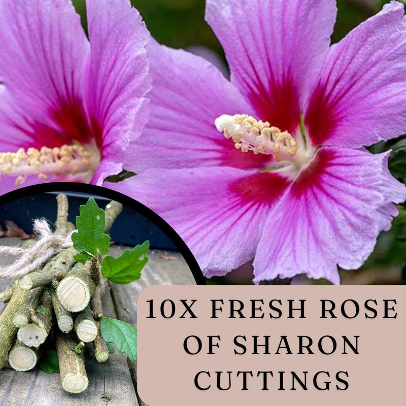 Rose of Sharon Plants - Etsy