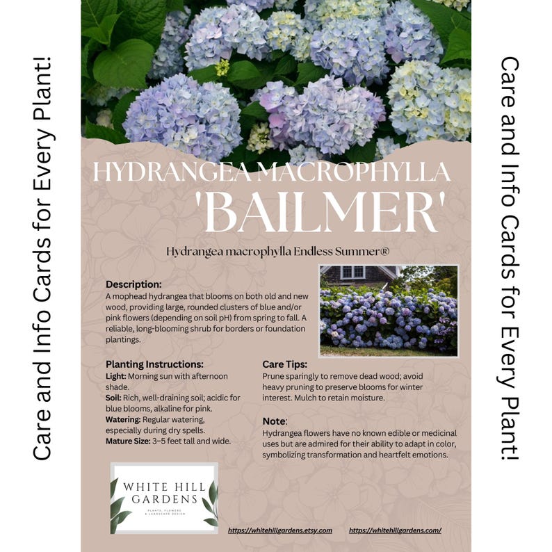 Hydrangea Garden Planting Plan for Pathways or Borders : Zones 5-9 ...
