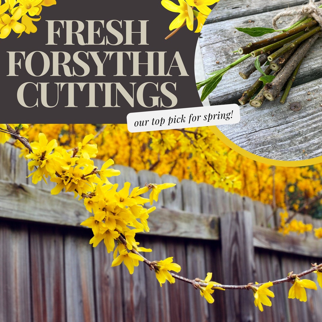 10x Forsythia Cuttings (forsythia X Intermedia) – Fresh 5"-8" Unrooted ...