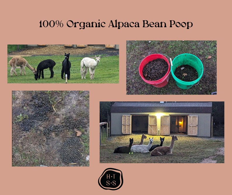 Organic Alpaca Poop - Etsy