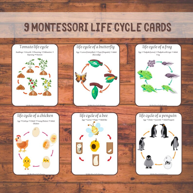 9 Montessori Life Cycle Cards for Kids – Learning Tools, Nature, Plants ...