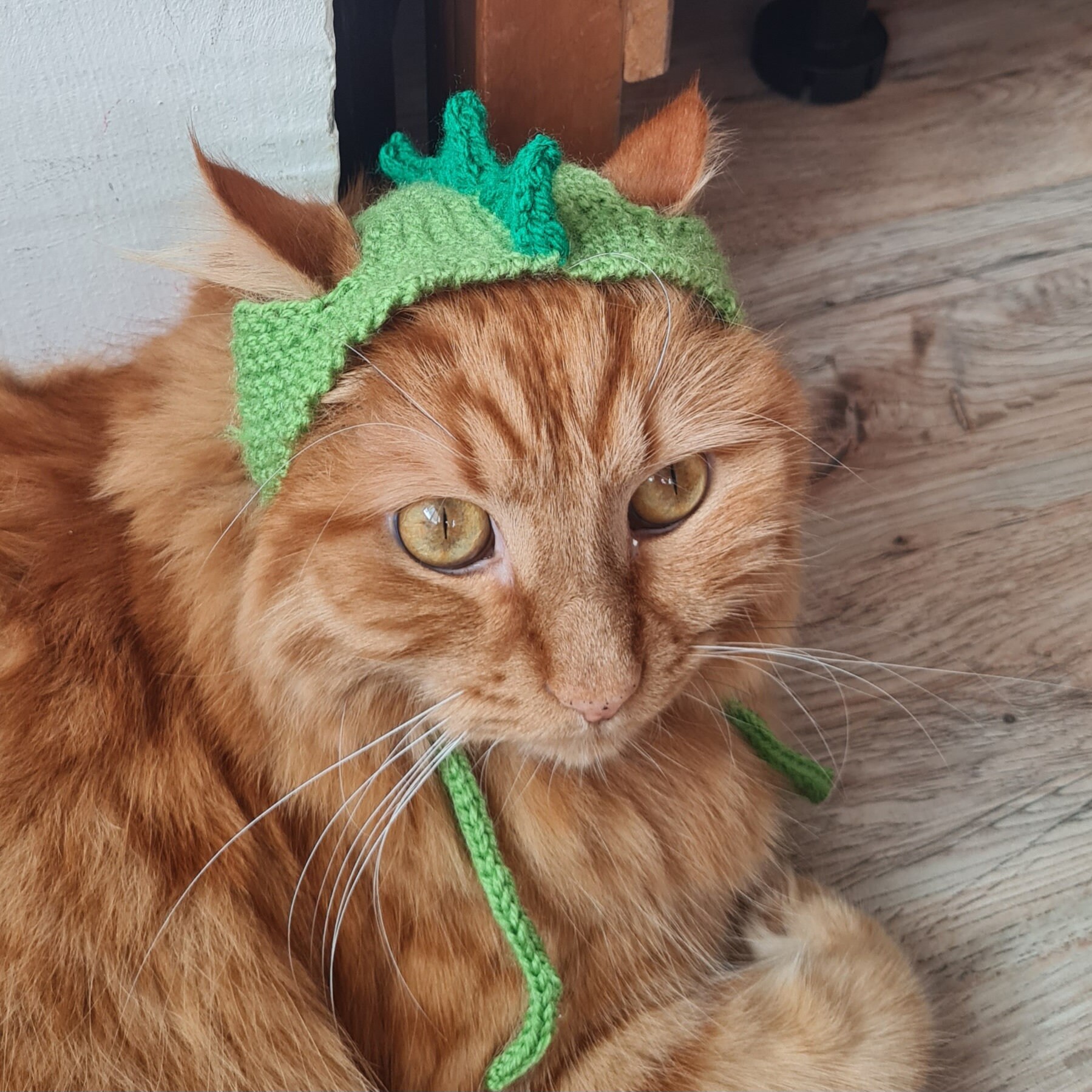 Hat for Cat, Dinosaur Hat for Cat, Dragon Hat for Cat - Etsy