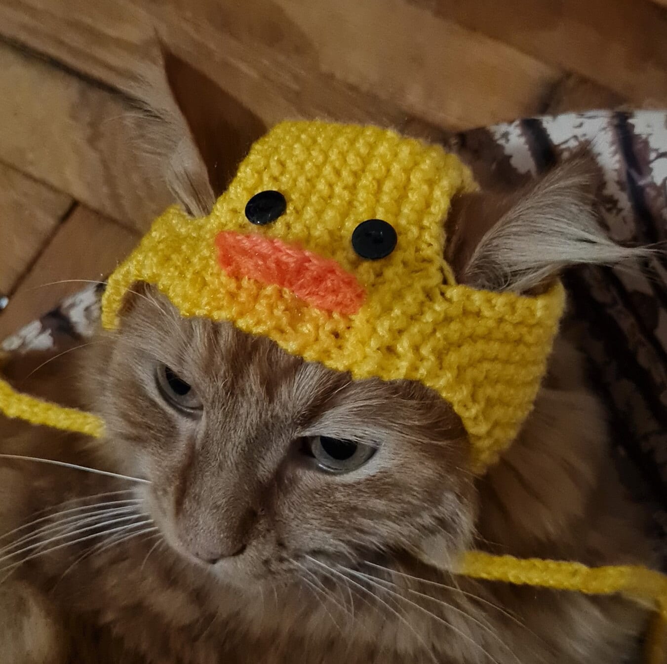 Hat for Cat, Duck Hat for Cat - Etsy