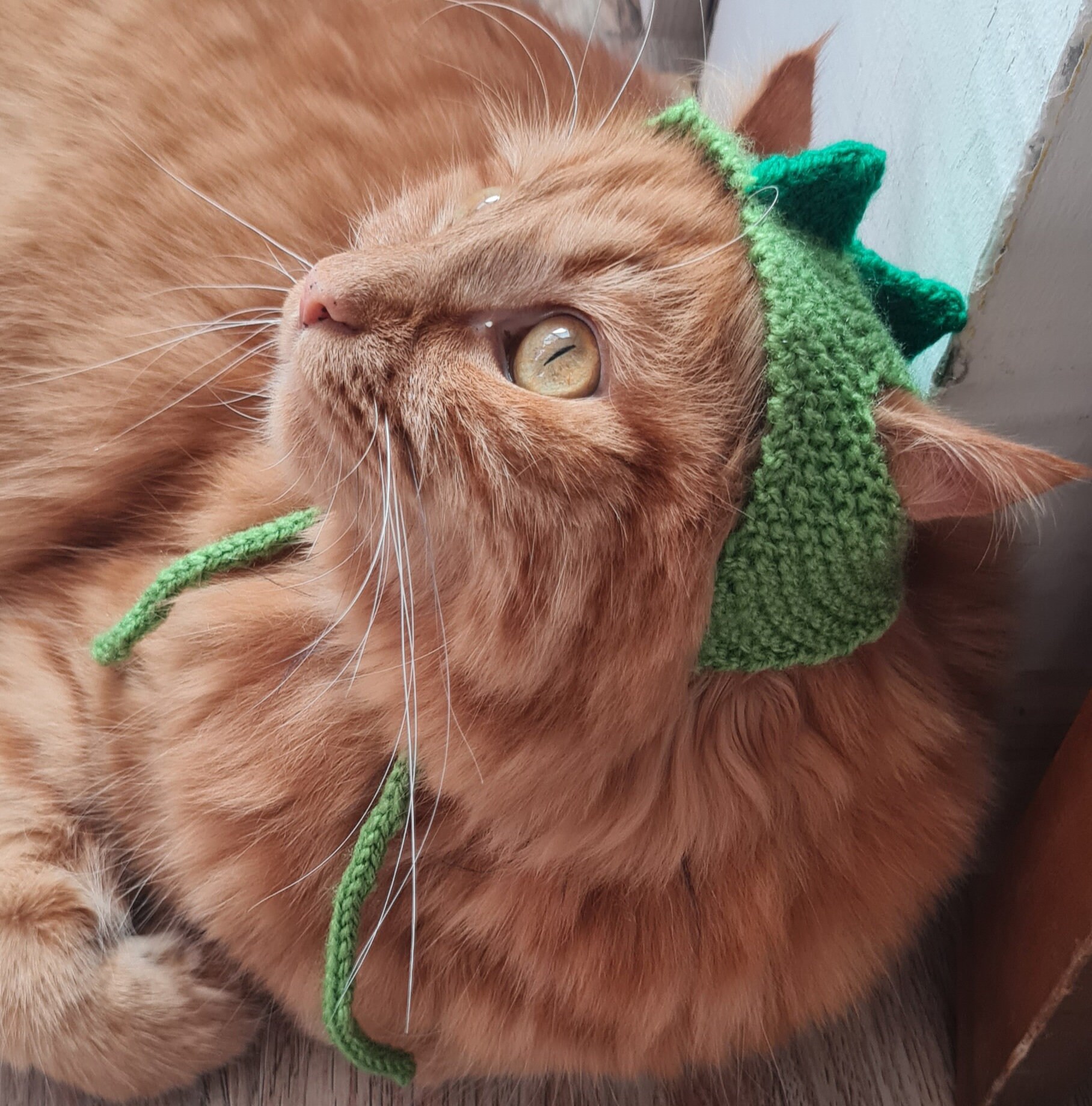 Hat for Cat, Dinosaur Hat for Cat, Dragon Hat for Cat - Etsy
