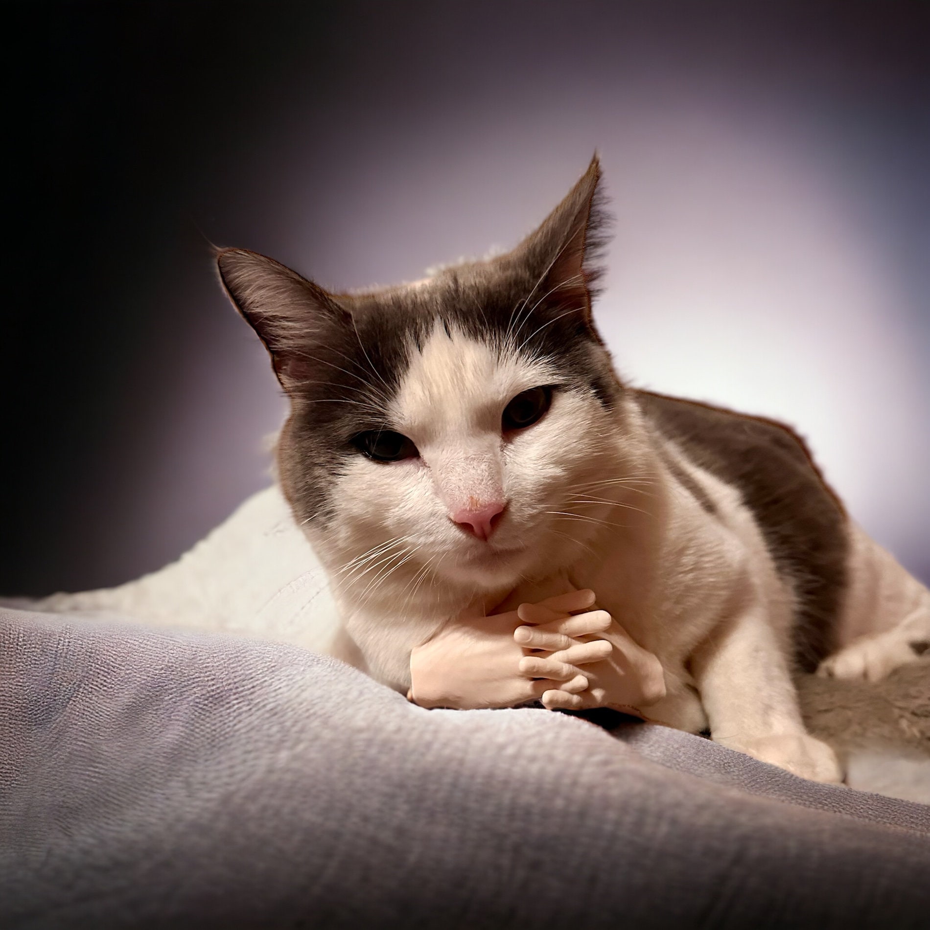 Cat Hands | Cat Hands | Tiny Hands | Cat Costume | Cat Toy | Funny Cat ...
