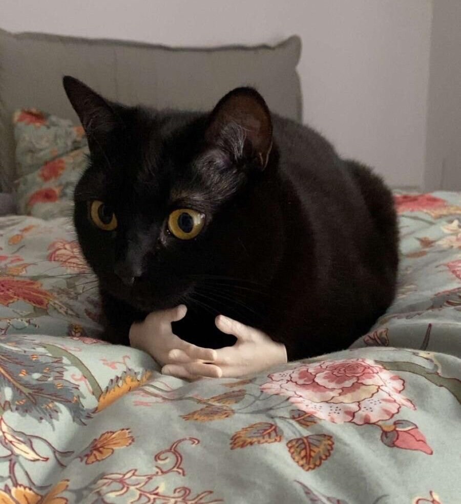 Cat Hands | Cat Hands | Tiny Hands | Cat Costume | Cat Toy | Funny Cat ...