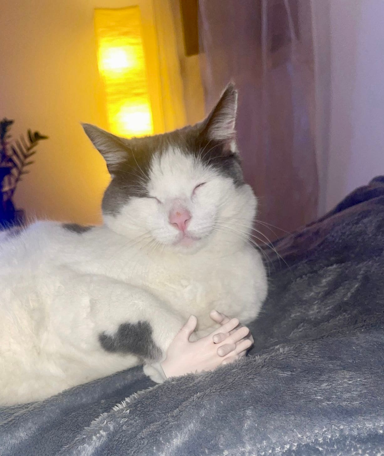 Cat Hands | Cat Hands | Tiny Hands | Cat Costume | Cat Toy | Funny Cat ...