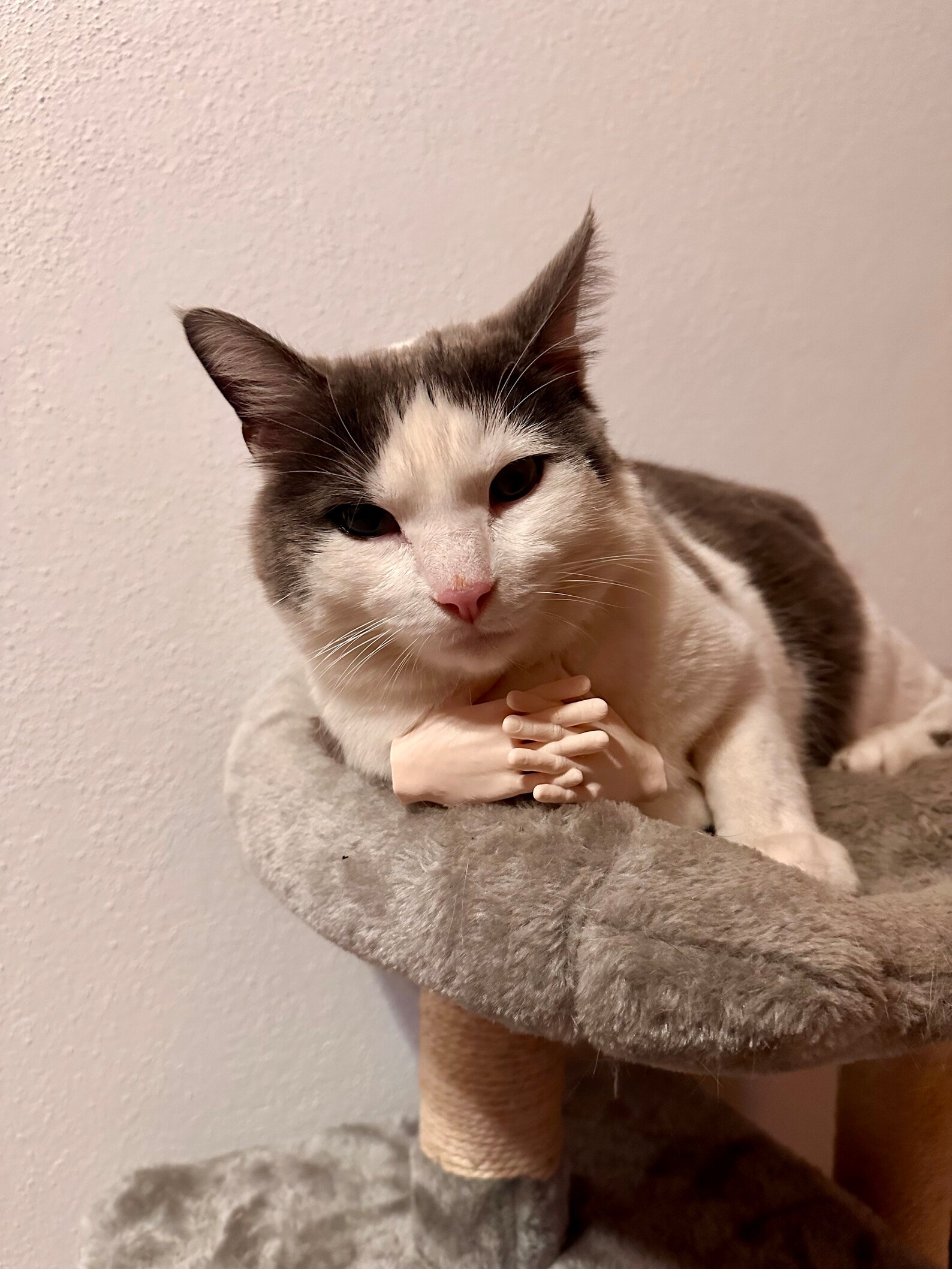 Cat Hands | Cat Hands | Tiny Hands | Cat Costume | Cat Toy | Funny Cat ...