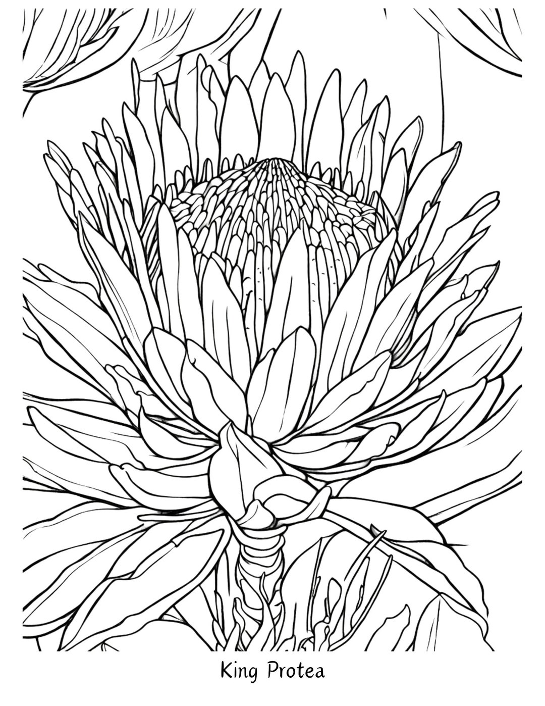 King Protea Flower, Flower Coloring Page, Coloring Page, Adult Coloring Page, Kids Coloring Page ...
