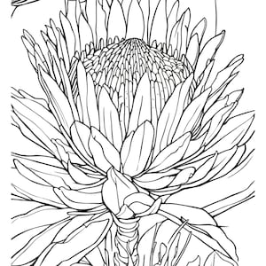King Protea Flower, Flower Coloring Page, Coloring Page, Adult Coloring ...