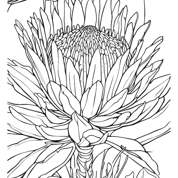 King Protea - Etsy