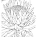 King Protea Flower, Flower Coloring Page, Coloring Page, Adult Coloring ...