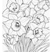 Daffodil Coloring Page, Coloring Page, Flowers, Flower Coloring ...