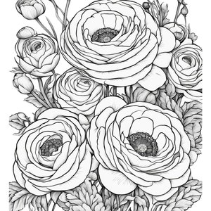 Ranunclus, Flower Coloring Page, Coloring Page, Botanical Coloring ...