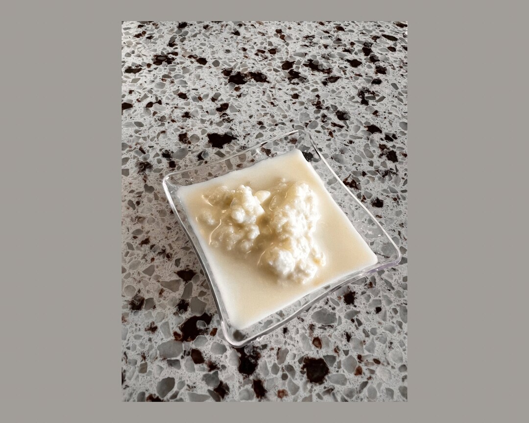 LIVE Kefir Grains| Active Milk Kefir| Organic - Etsy