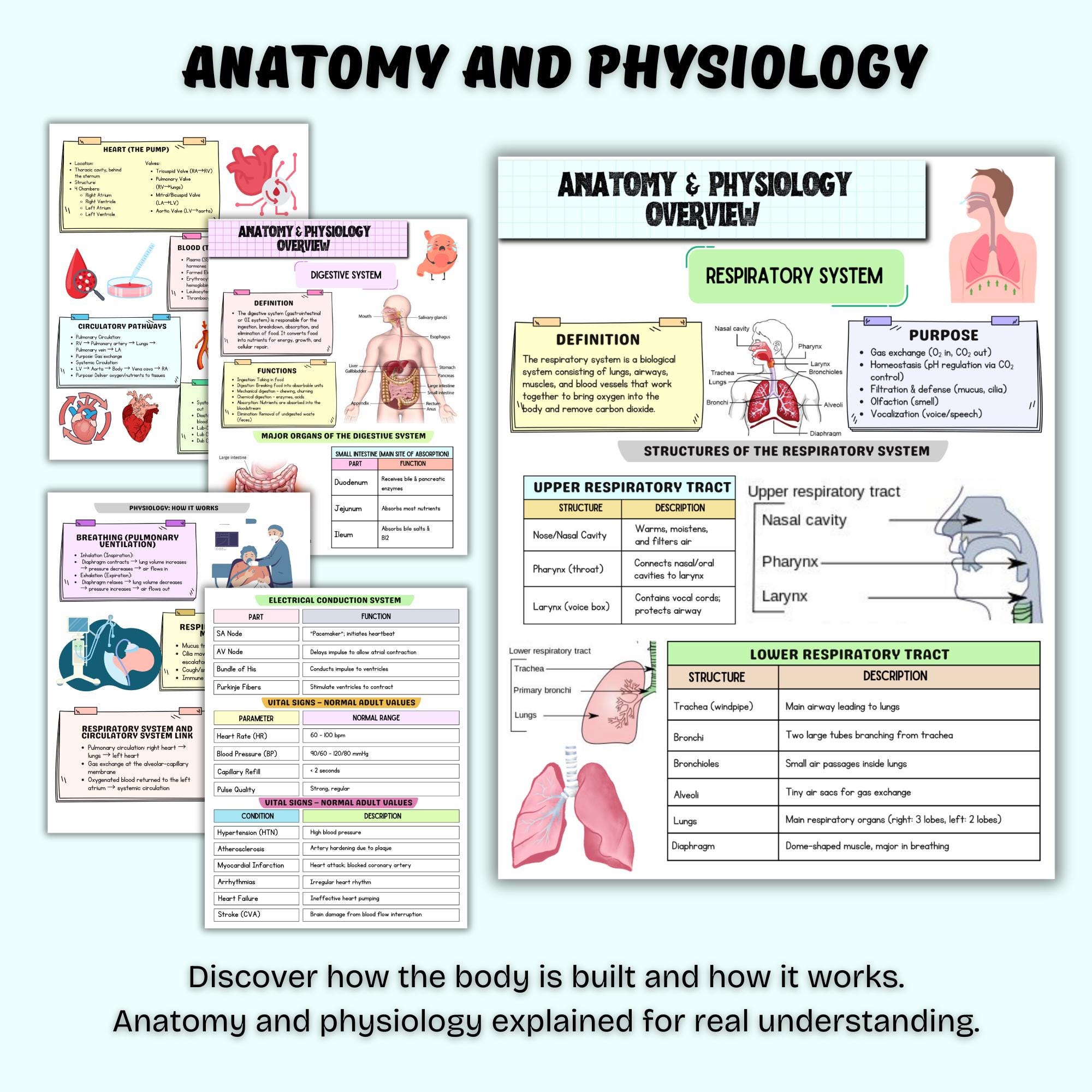 Medical Assistant Notes & Cheat Sheet Bundle | Nursing Notes | Digital ...