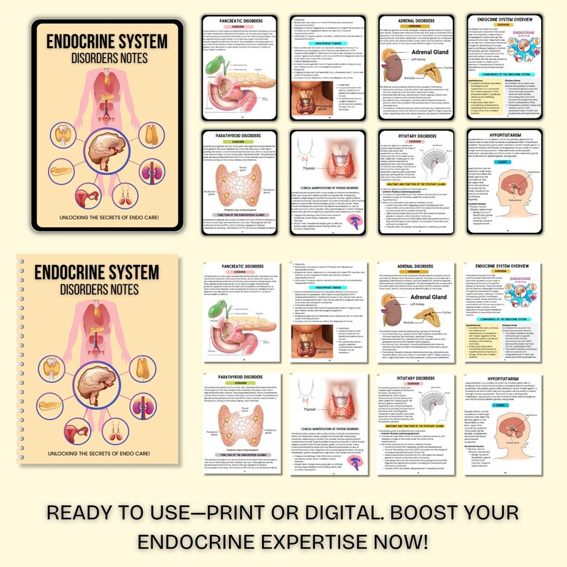 Endocrine Notes | Endocrine System Disorders | Nursing Bundle | PDF - Etsy