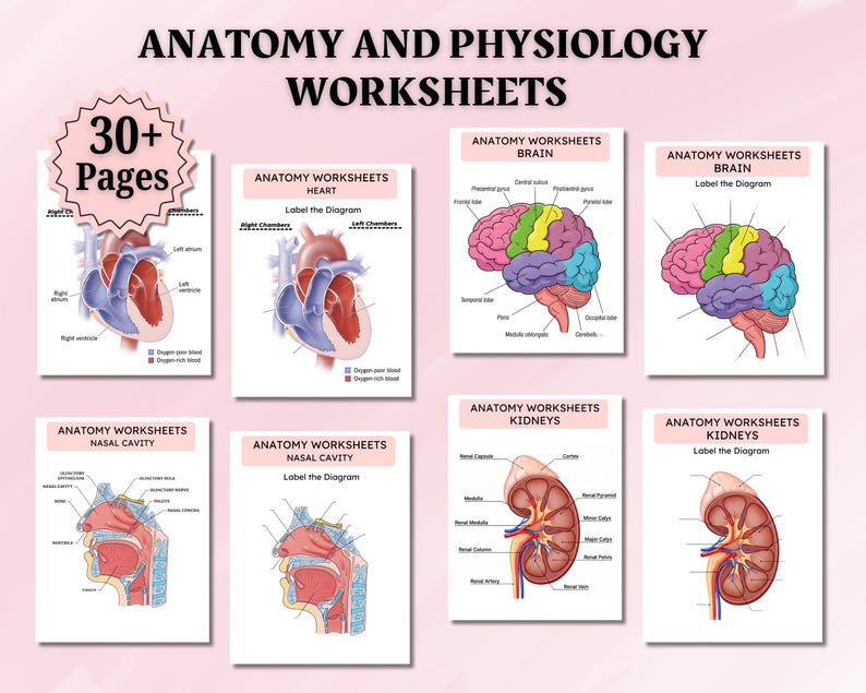 Anatomy and Physiology Notes Mega Bundle Vol 1 & 2 | Human Anatomy ...
