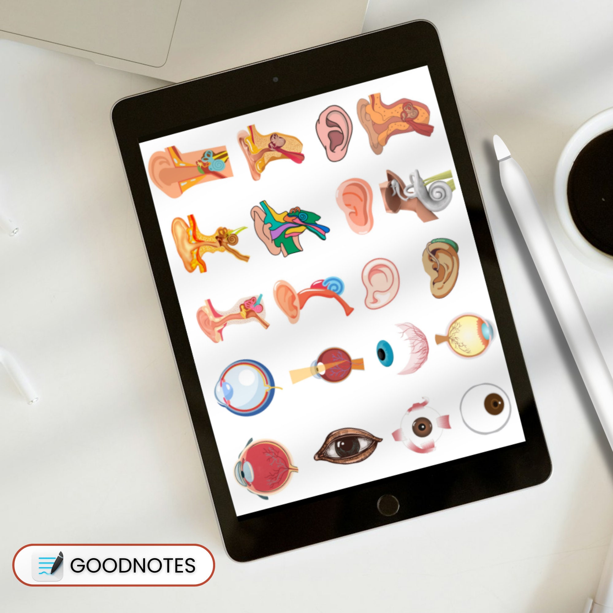 Anatomy & Biology Goodnotes Stickers | Pre-cropped Human Body Stickers ...