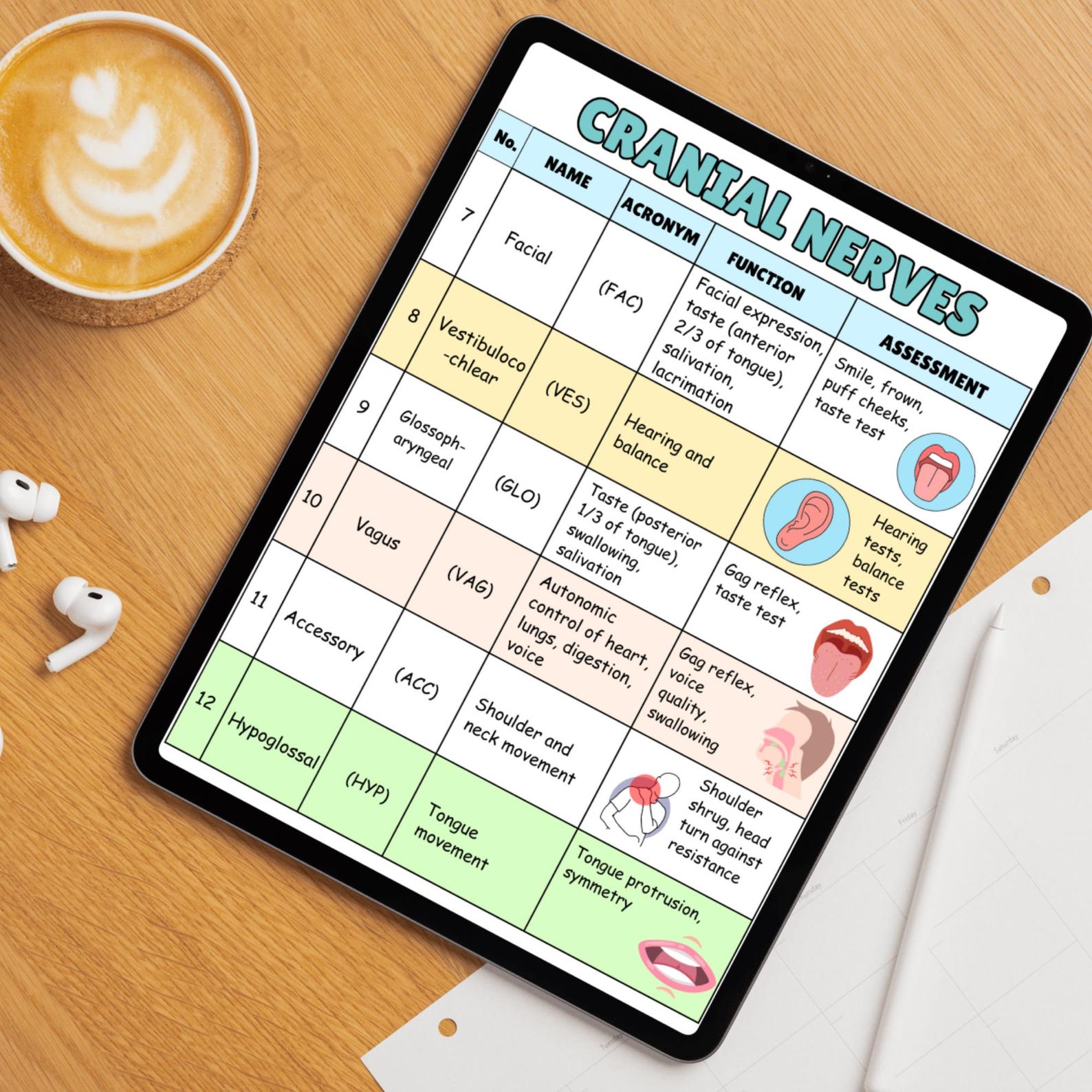 Cranial Nerves Notes | Nursing Student | Study Guide | Nurse Cheat ...