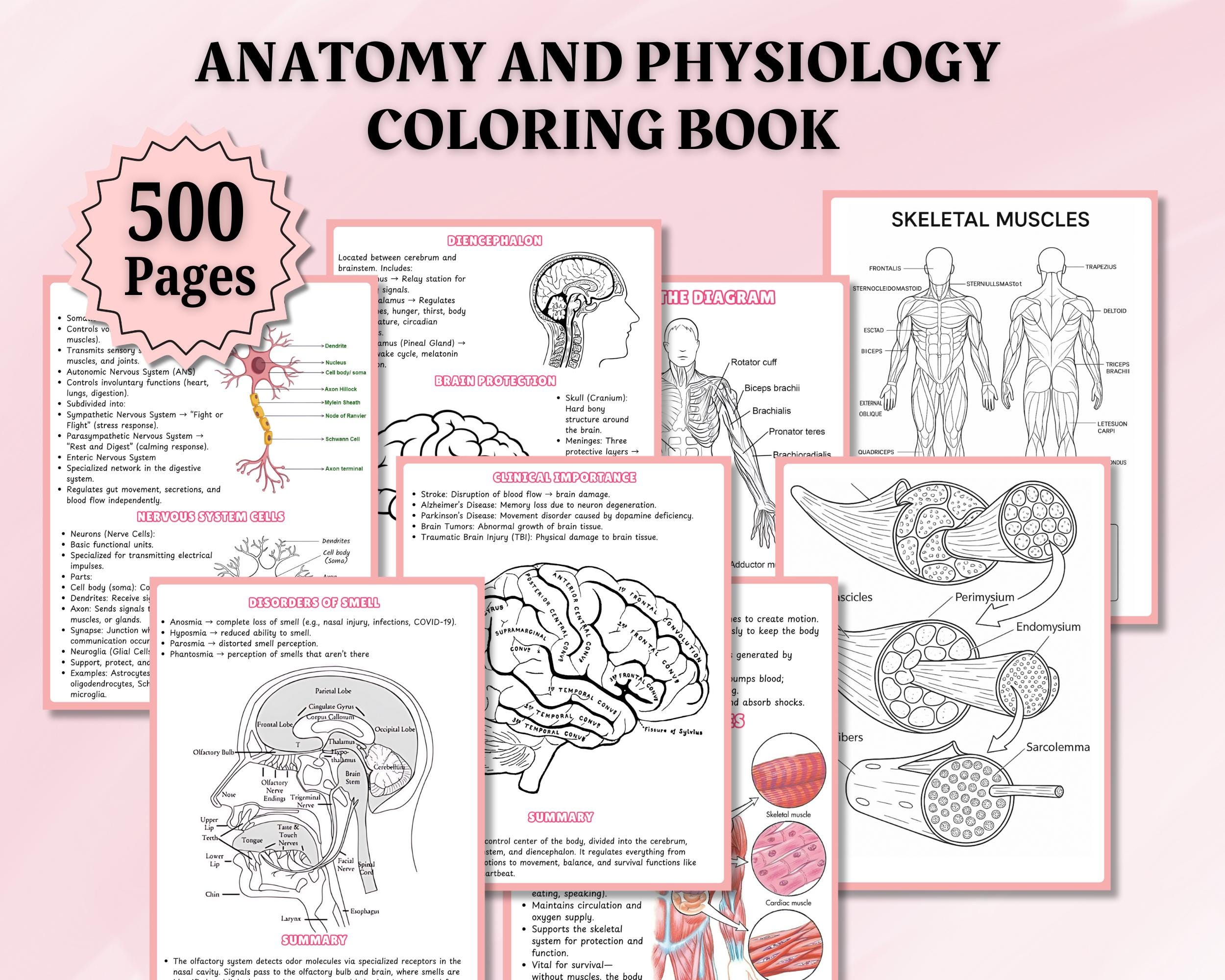 Anatomy and Physiology Notes Mega Bundle Vol 1 & 2 | Human Anatomy ...