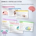Anatomy of A Brain Flashcards | Brain Anatomy | Anatomy Notes | Nursing ...