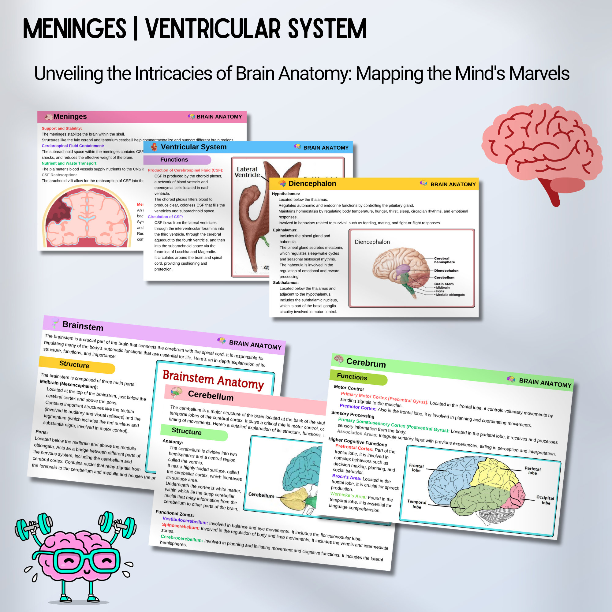 Anatomy of A Brain Flashcards | Brain Anatomy | Anatomy Notes | Nursing ...