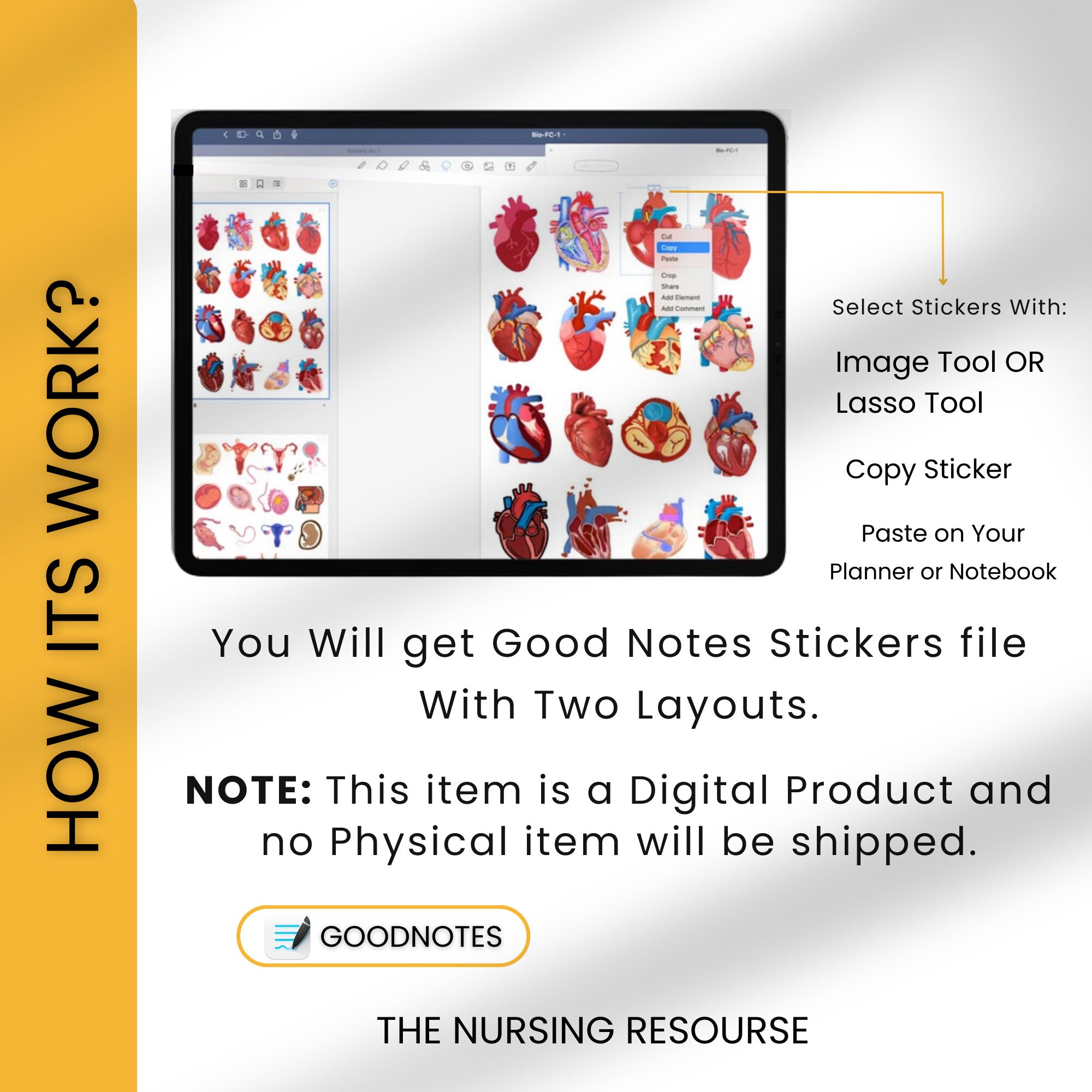 900+ Anatomy & Biology Stickers Bundle | Anatomy Stickers | Goodnotes ...