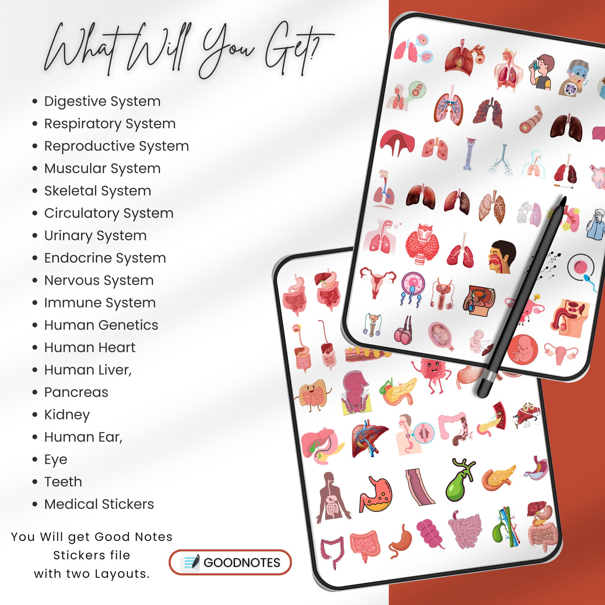 Anatomy & Biology Goodnotes Stickers | Pre-cropped Human Body Stickers ...