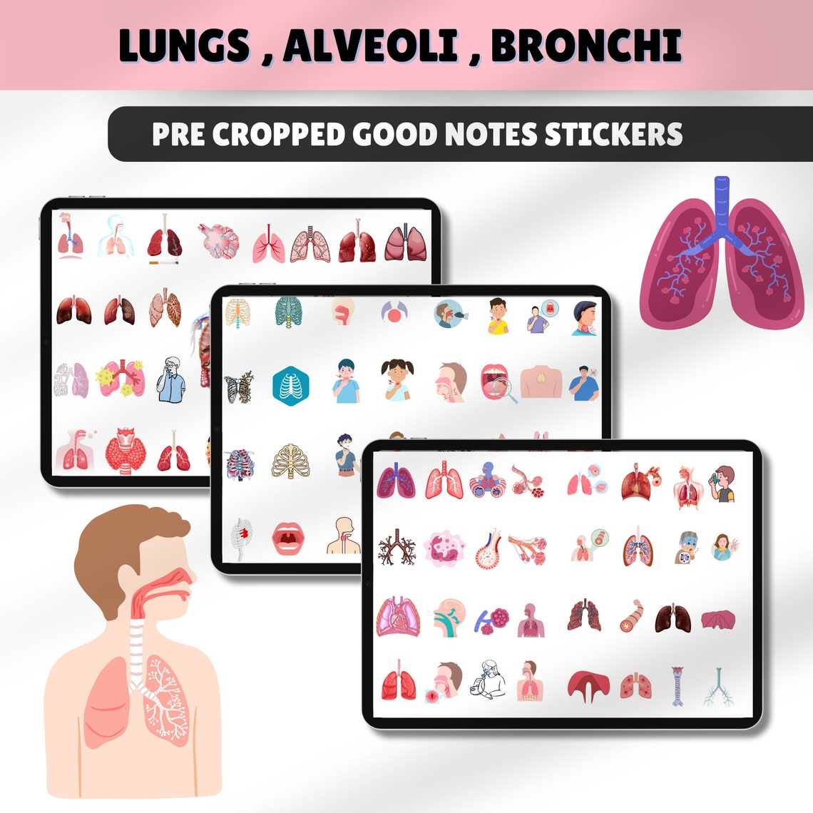 285+ Respiratory System Sticker Bundle | Goodnotes Stickers | Pre ...