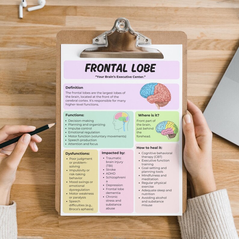 The Brain Regions and Their Functions | Brain Anatomy | Human Brain ...