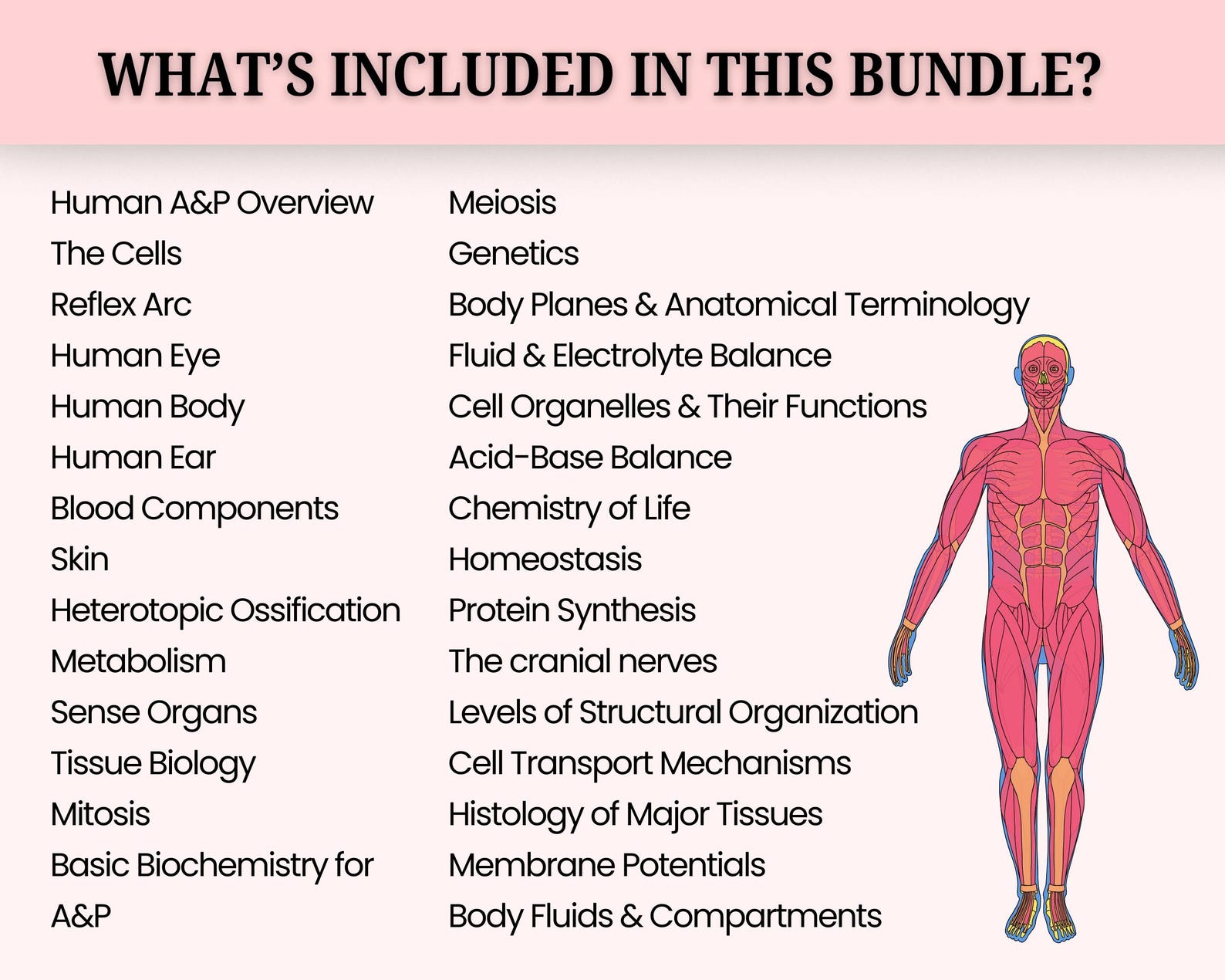 Anatomy and Physiology 1 Study Guide | A and P Study Guide | Human ...