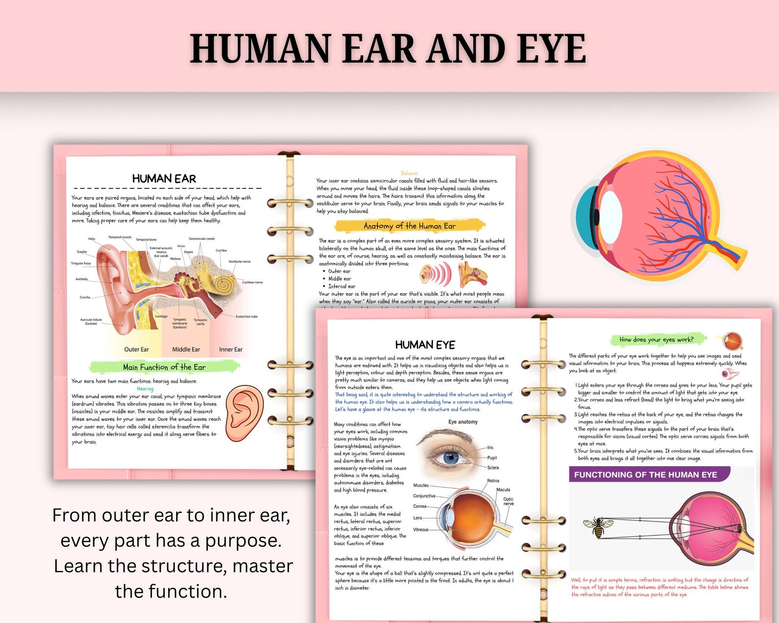 Anatomy and Physiology 1 Study Guide | A and P Study Guide | Human ...