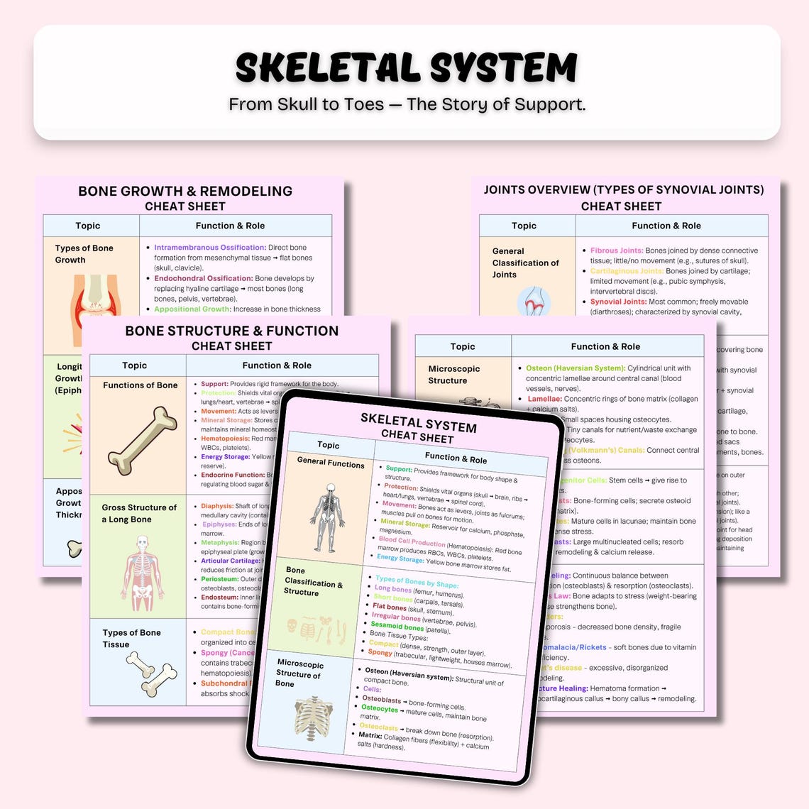 Anatomy and Physiology Cheat Sheet | Human Anatomy Study | Anatomy ...