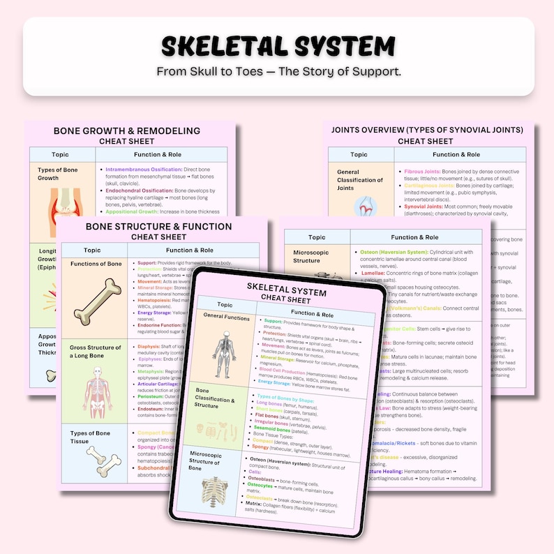 Anatomy and Physiology Cheat Sheet | Human Anatomy Study | Anatomy ...
