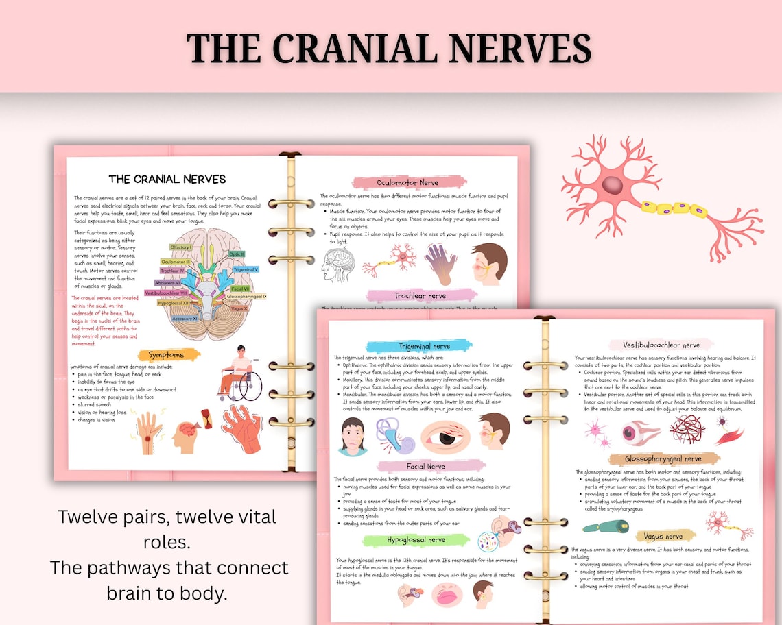 Anatomy and Physiology 1 Study Guide | A and P Study Guide | Human ...