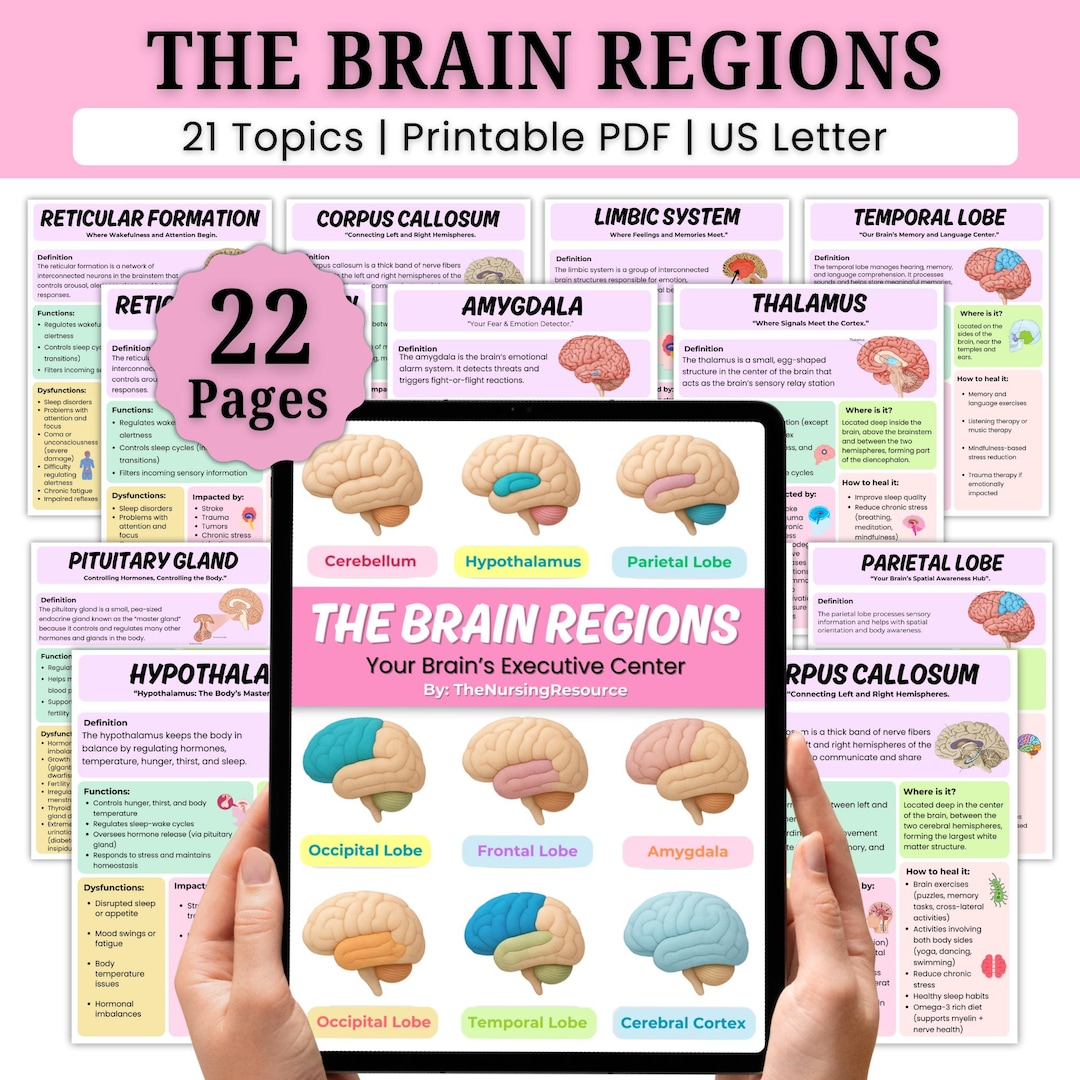 The Brain Regions and Their Functions | Brain Anatomy | Human Brain ...
